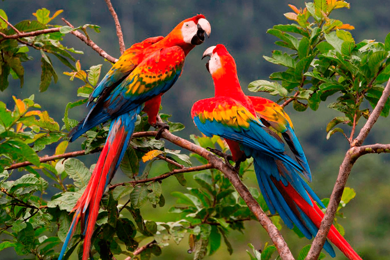 !Una Aventura a través de la selva Peruana! - Aventuras.pe - Blog